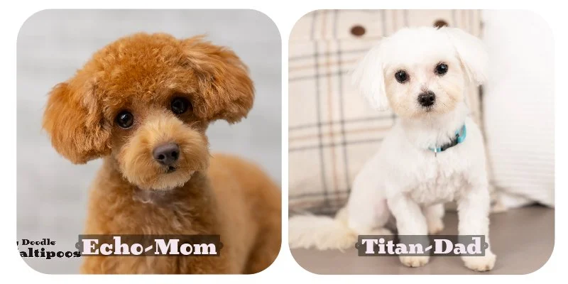 Chester is a trained Maltipoo — My Doodle Puppy