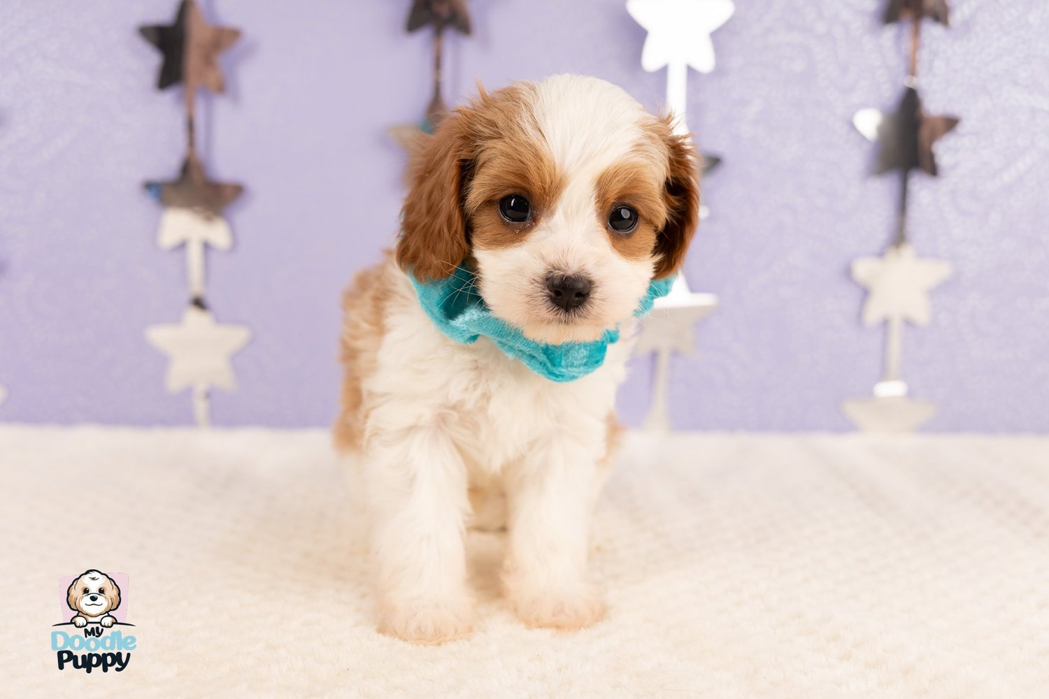 Cavapoo Puppies For Sale - 10 Year Health Guarantee — My Doodle Puppy
