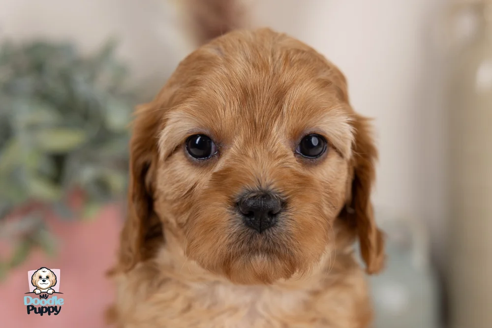 Lady & Buddy's Puppies Have Arrived! — My Doodle Puppy