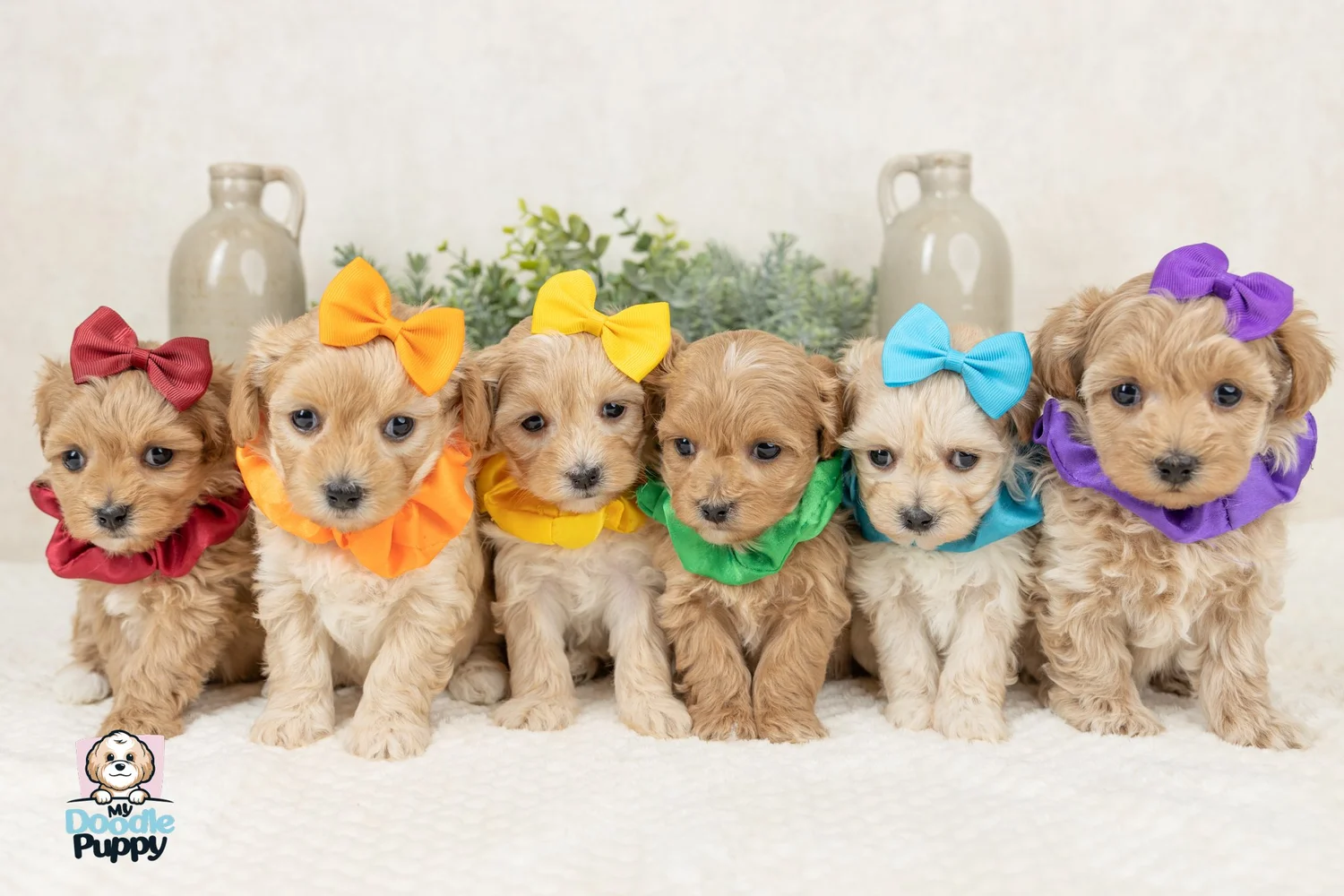 The Ultimate Cockapoo Color Guide — My Doodle Puppy