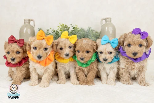 The Ultimate Cockapoo Color Guide — My Doodle Puppy