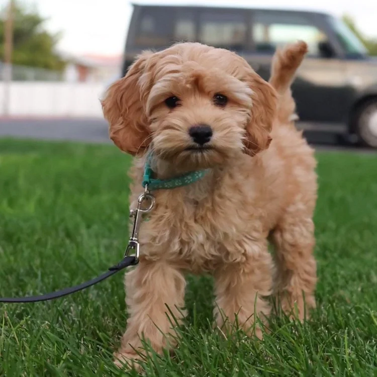 Cockapoo Puppies For Sale — My Doodle Puppy