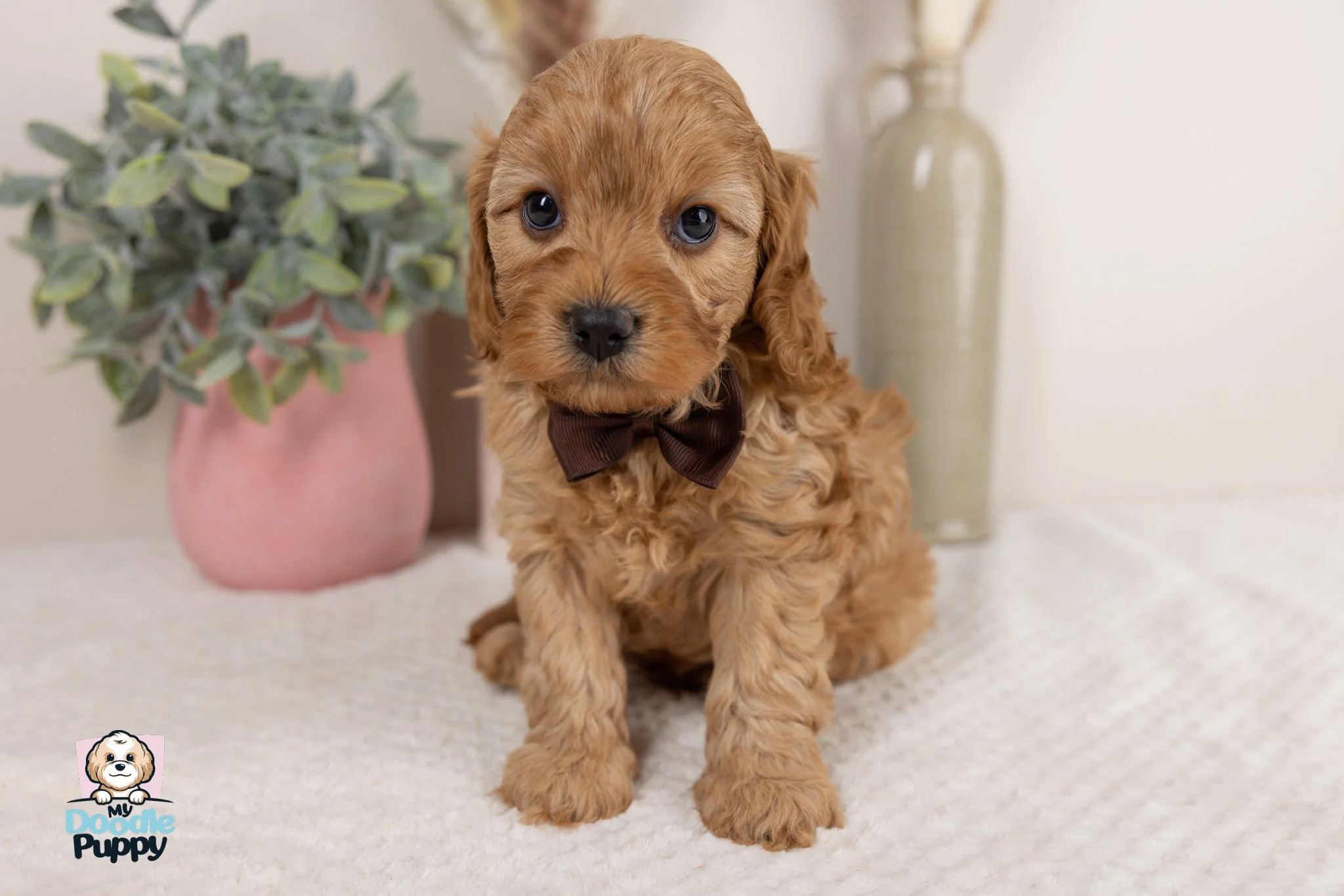 Lady & Buddy's Puppies Have Arrived! — My Doodle Puppy