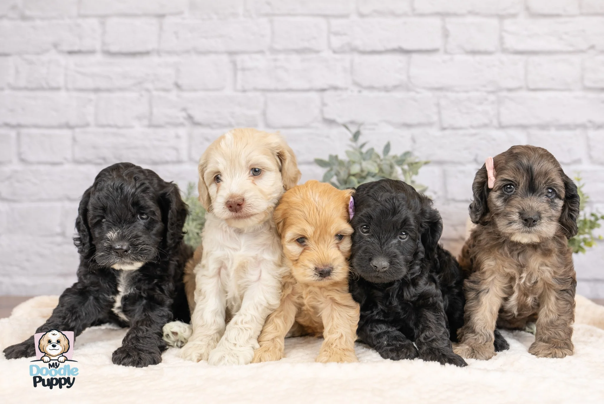 Cockapoo Puppies For Sale — My Doodle Puppy