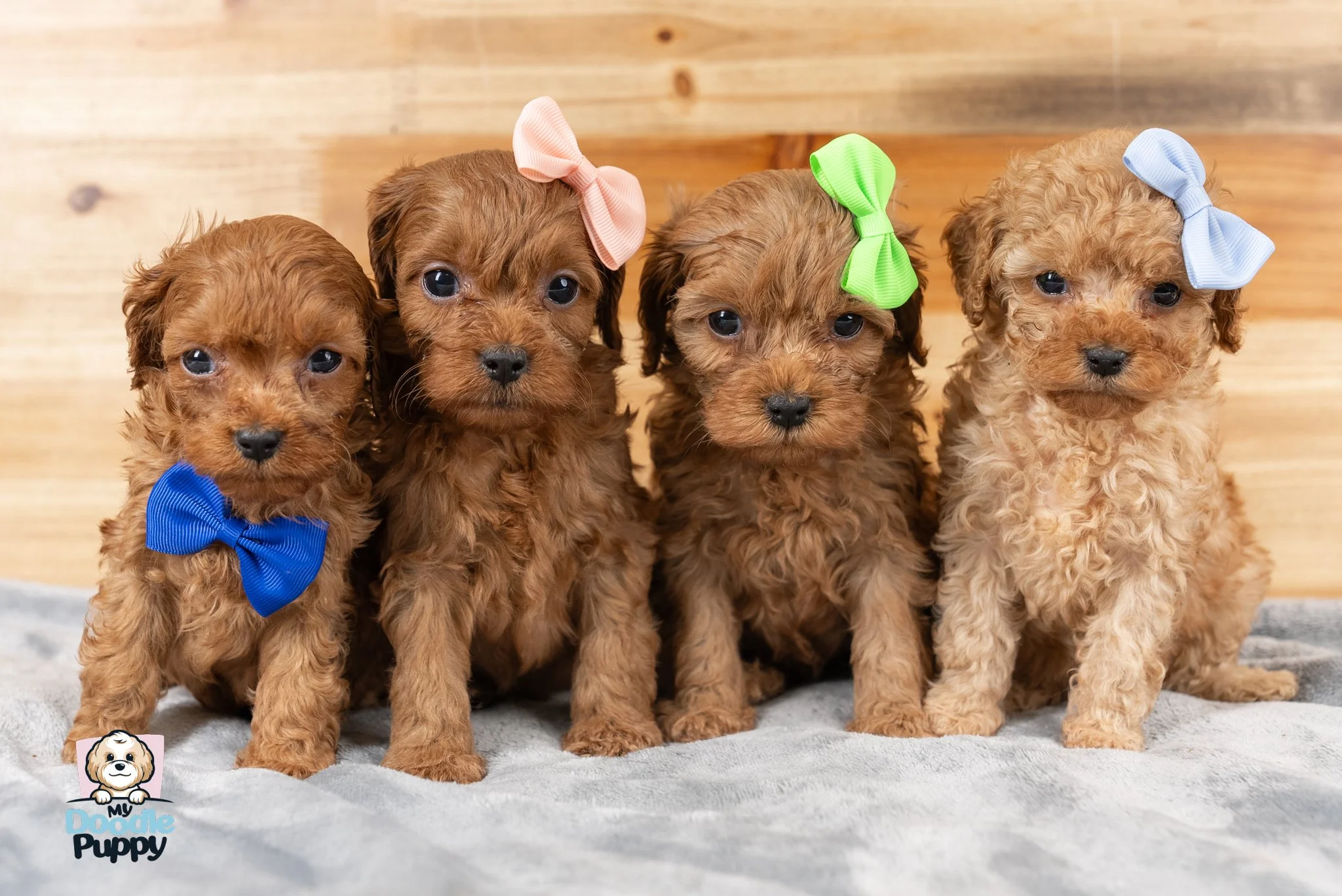 Cavapoo Dog Breed characteristics, pictures, facts and more — My Doodle ...