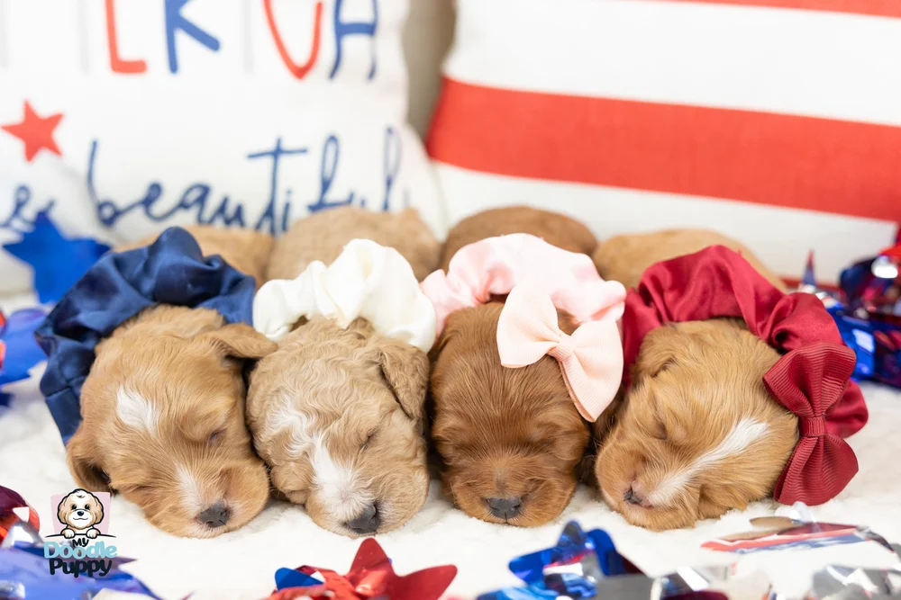 Cavapoo Puppies For Sale - 10 Year Health Guarantee — My Doodle Puppy