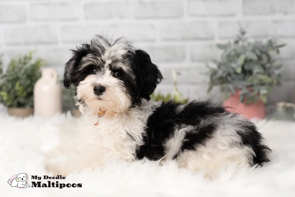Maltipoo Evolution and History — My Doodle Puppy