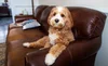 The Cavapoo Lifespan: How to Ensure a Long Life for Your Cavapoo — My ...