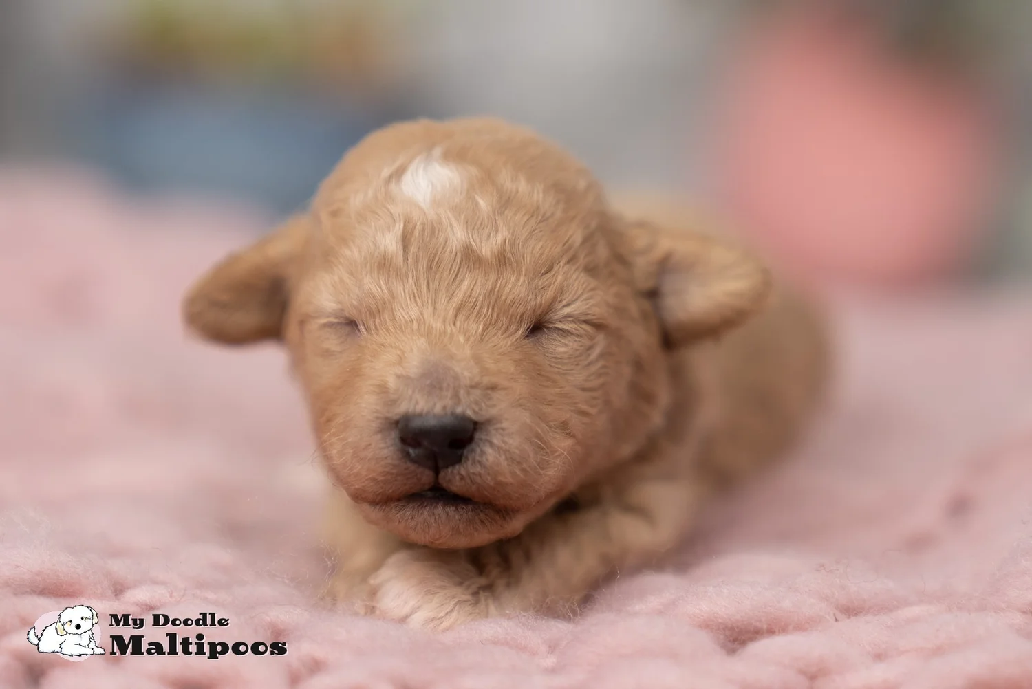 How to Tell if Your Maltipoo is Underweight - What You Should Do About ...