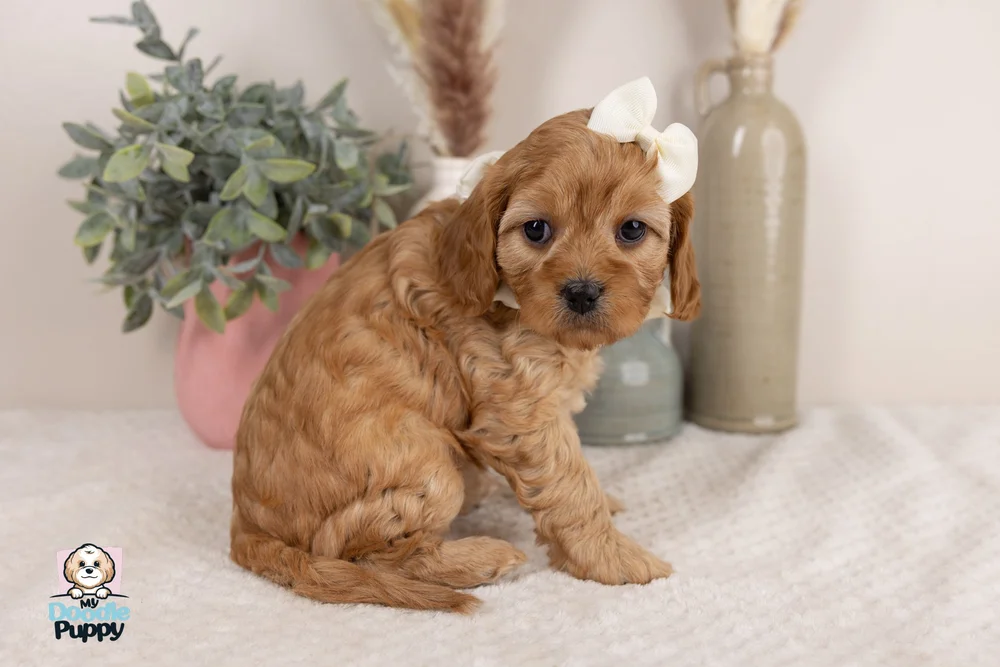 Lady & Buddy's Puppies Have Arrived! — My Doodle Puppy