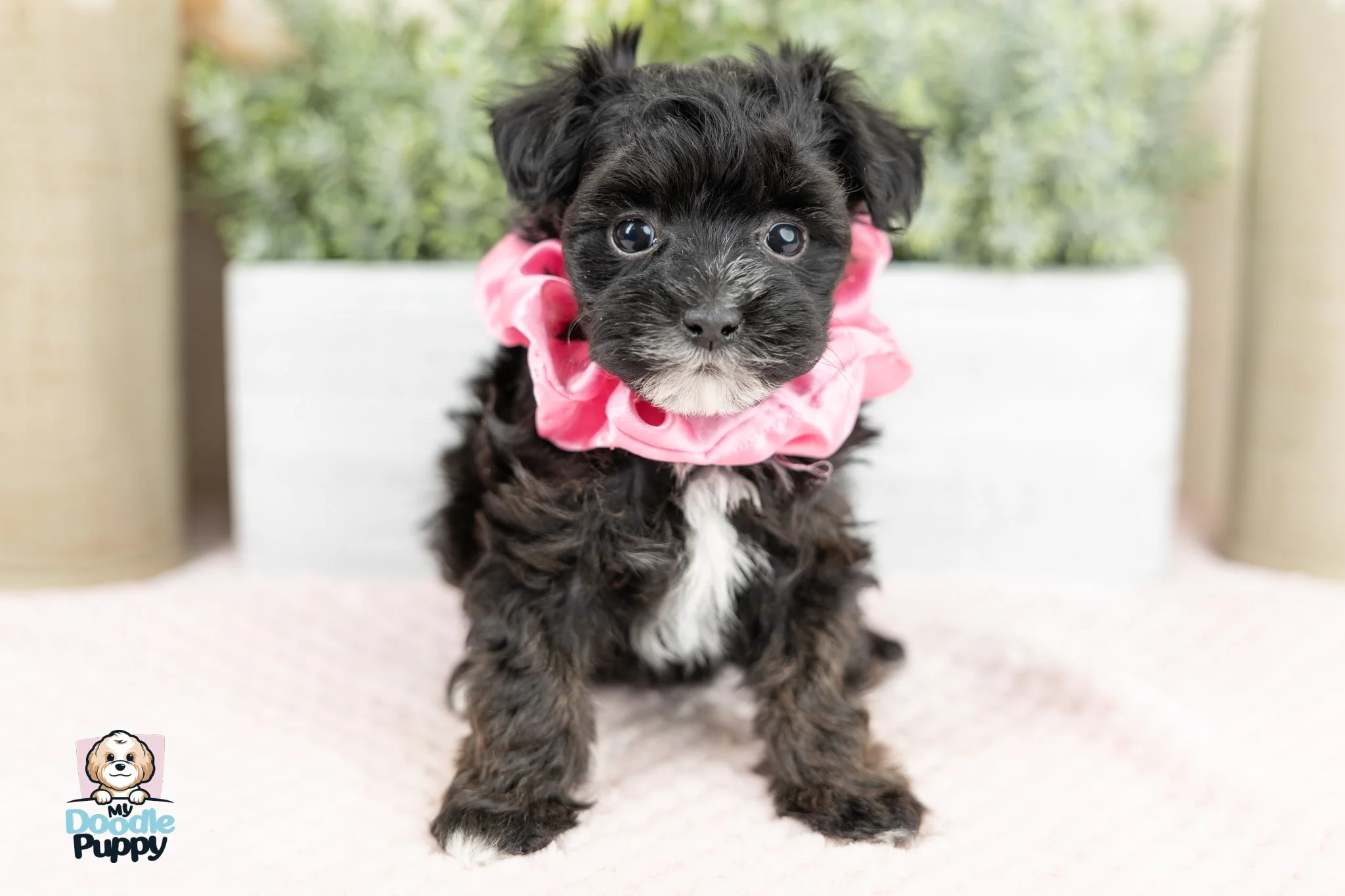 The Ultimate Cockapoo Color Guide — My Doodle Puppy