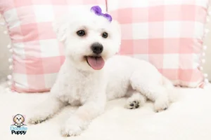 The Ultimate Cockapoo Color Guide — My Doodle Puppy