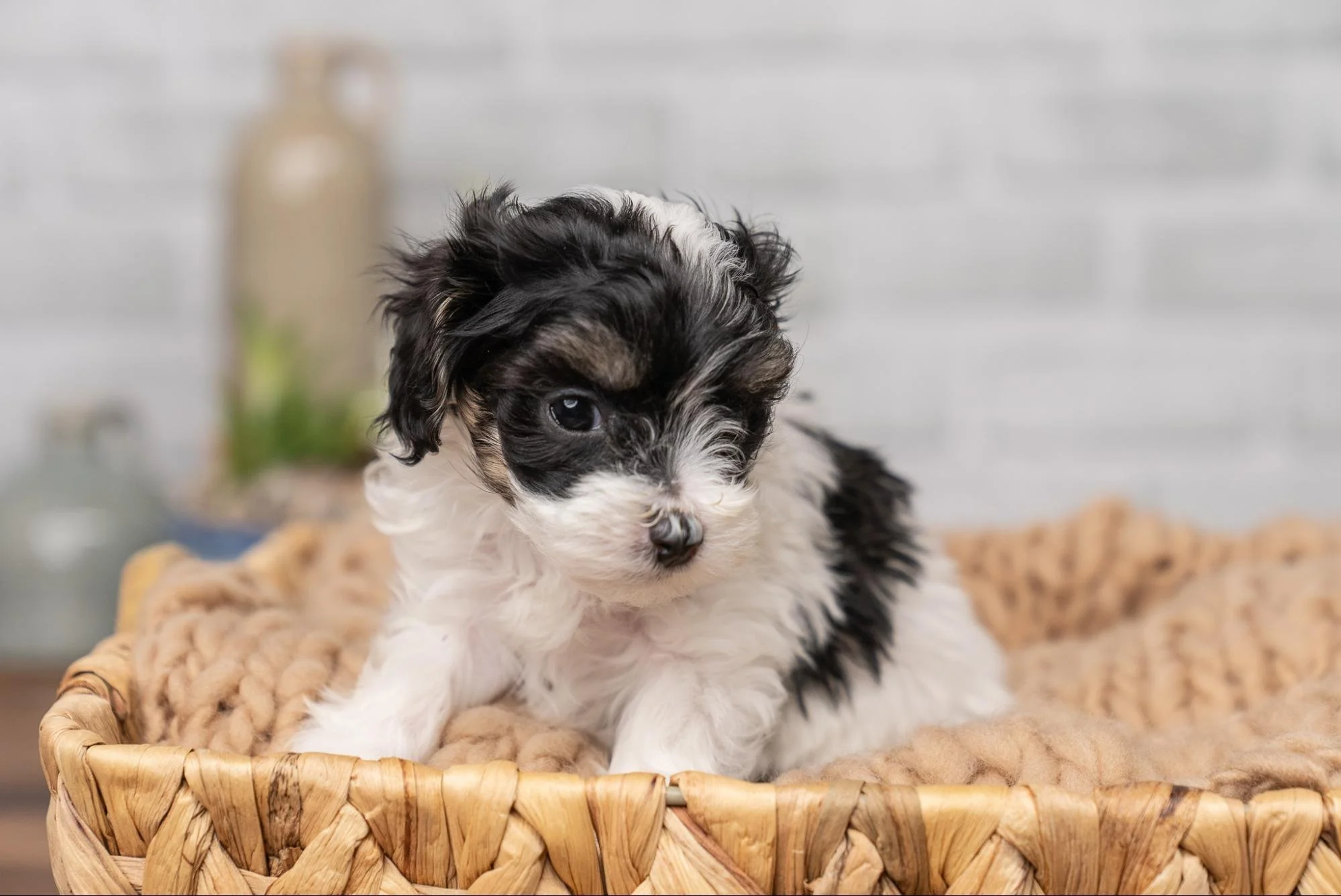 Adult Black And White Maltipoo