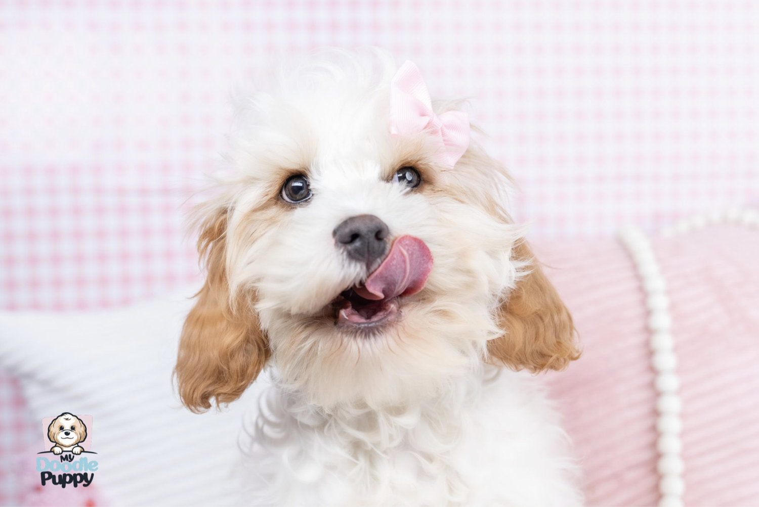 Are Cavapoo's Hypoallergenic? — My Doodle Puppy