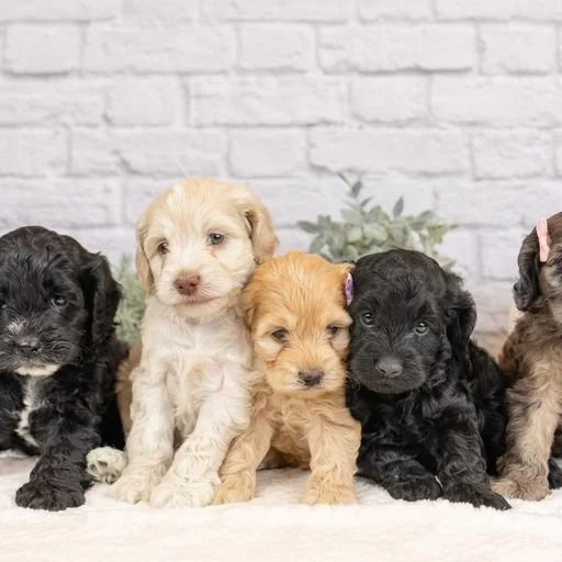 Are Cockapoos Hypoallergenic? — My Doodle Puppy