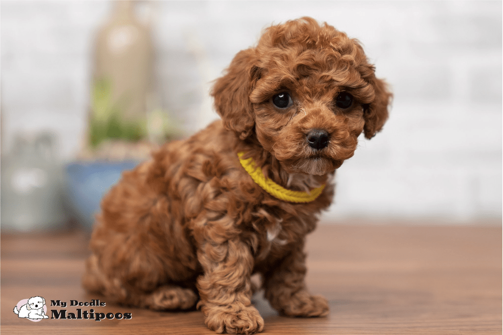 6 Small Pet Health Issues And What To Do — My Doodle Puppy