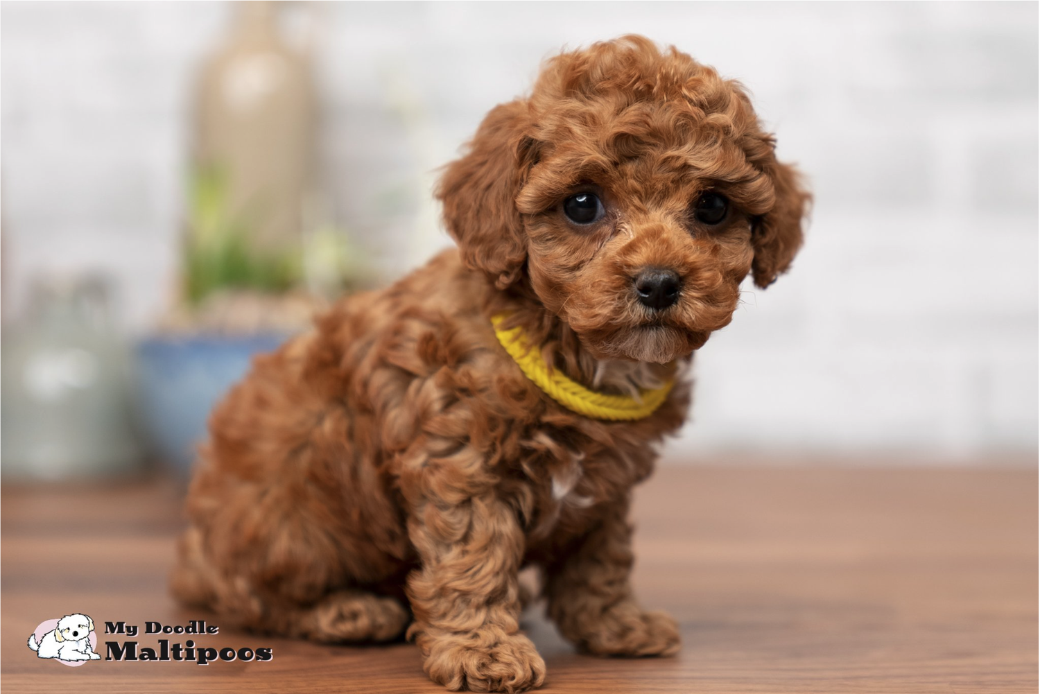 6 Small Pet Health Issues And What To Do — My Doodle Puppy