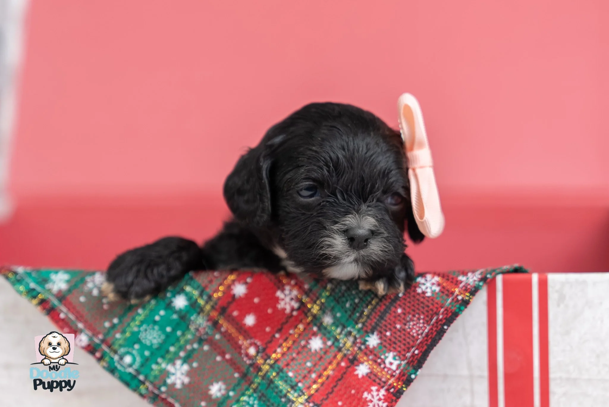 Cavapoo Full Grown Sizes: The Ultimate Guide — My Doodle Puppy