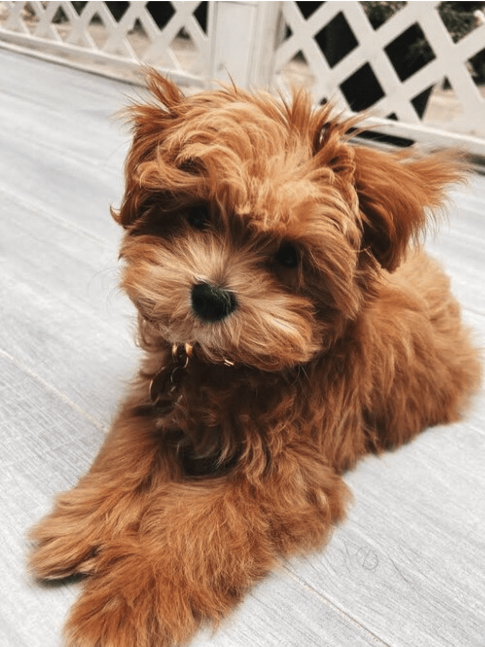 Full Maltipoo Breed Information and FAQs — My Doodle Puppy