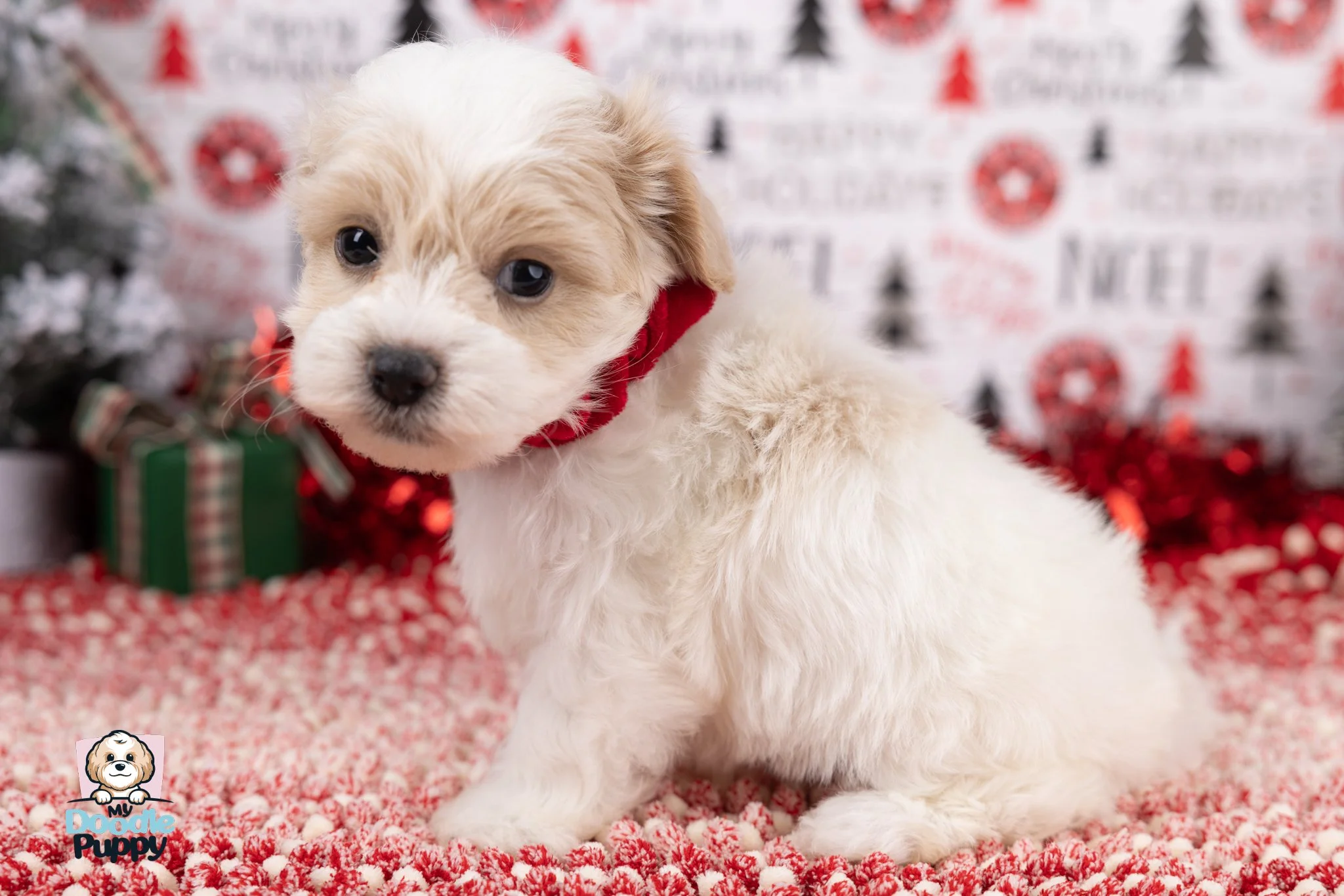 Chester is a trained Maltipoo — My Doodle Puppy