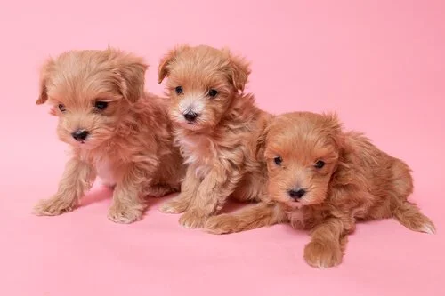 How Much Does a Maltipoo Cost - 2025 Guide — My Doodle Puppy