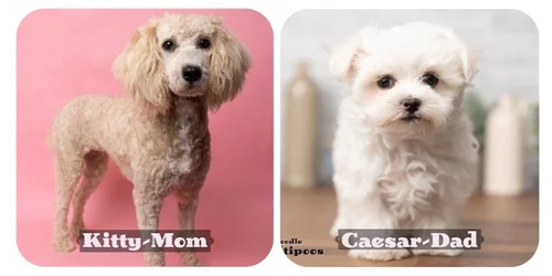 Kitty & Caesar's Puppies Have Arrived! — My Doodle Puppy