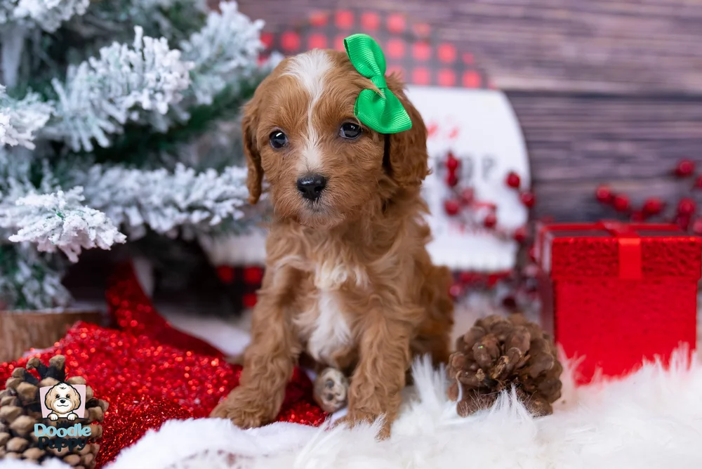 How Much Does a Cavapoo Puppy Cost — My Doodle Puppy
