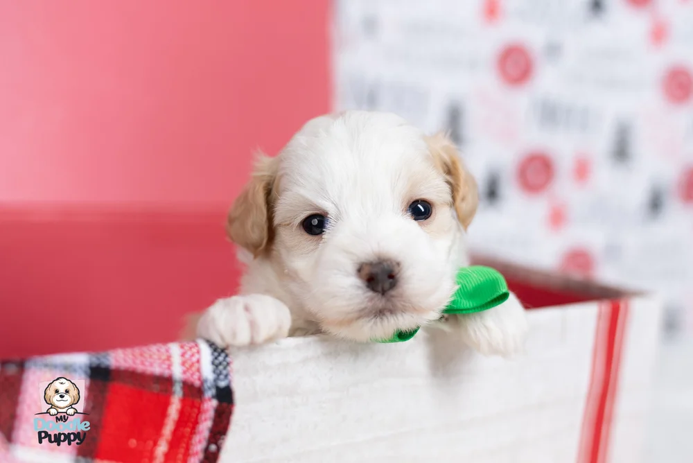 Cavapoo Full Grown Sizes: The Ultimate Guide — My Doodle Puppy