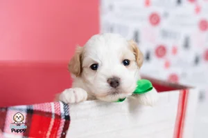 Cavapoo Full Grown Sizes: The Ultimate Guide — My Doodle Puppy