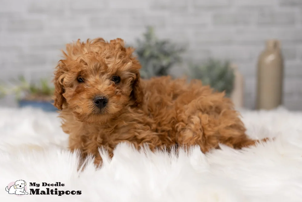 Cavapoo Dog Breed characteristics, pictures, facts and more — My Doodle ...