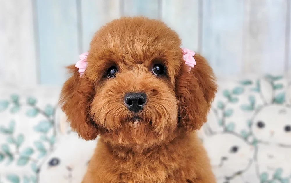 The Ultimate Cockapoo Color Guide — My Doodle Puppy