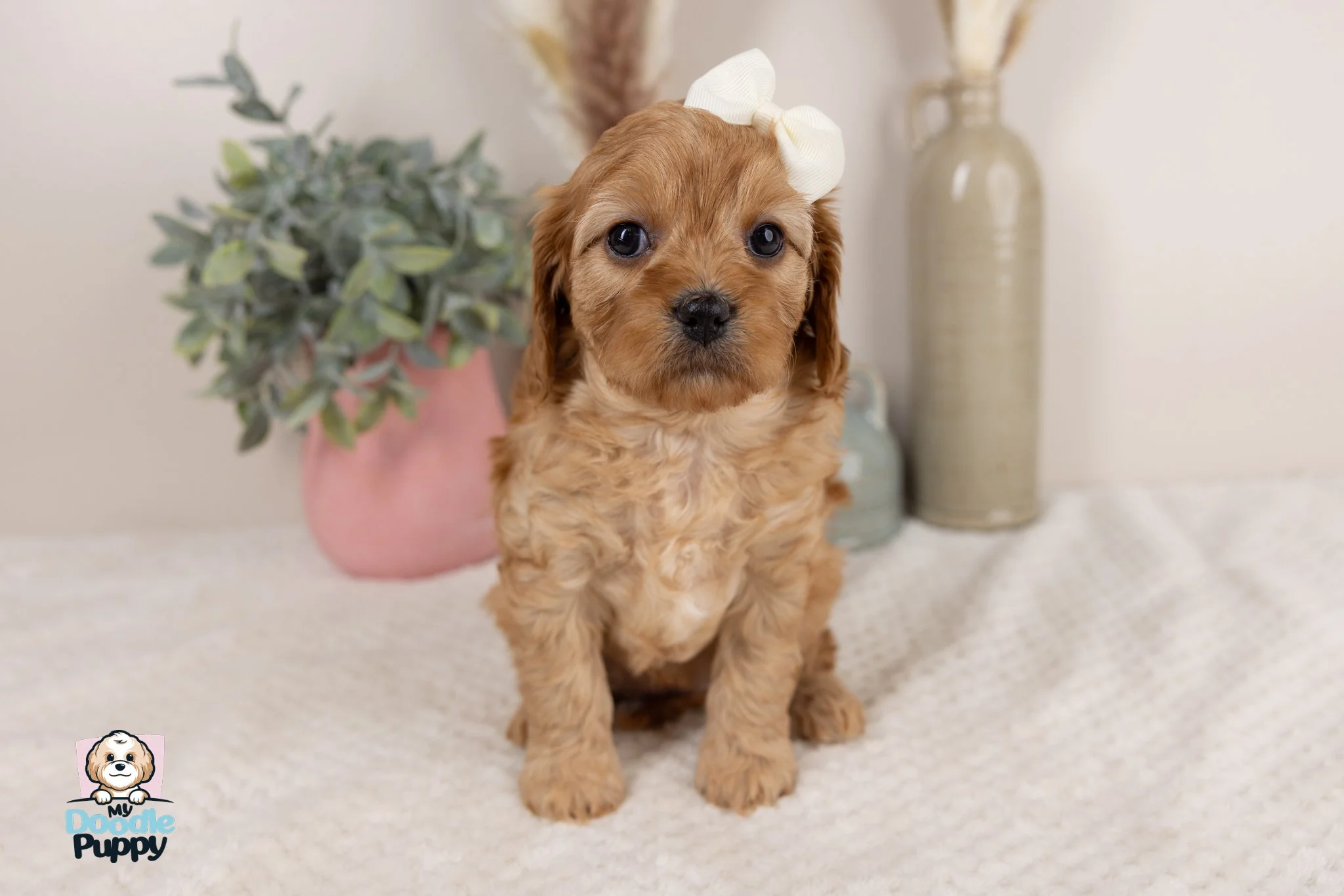 Lady & Buddy's Puppies Have Arrived! — My Doodle Puppy