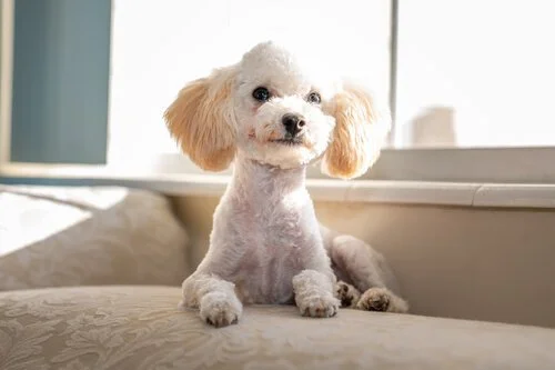 How Much Does a Maltipoo Cost - 2025 Guide — My Doodle Puppy