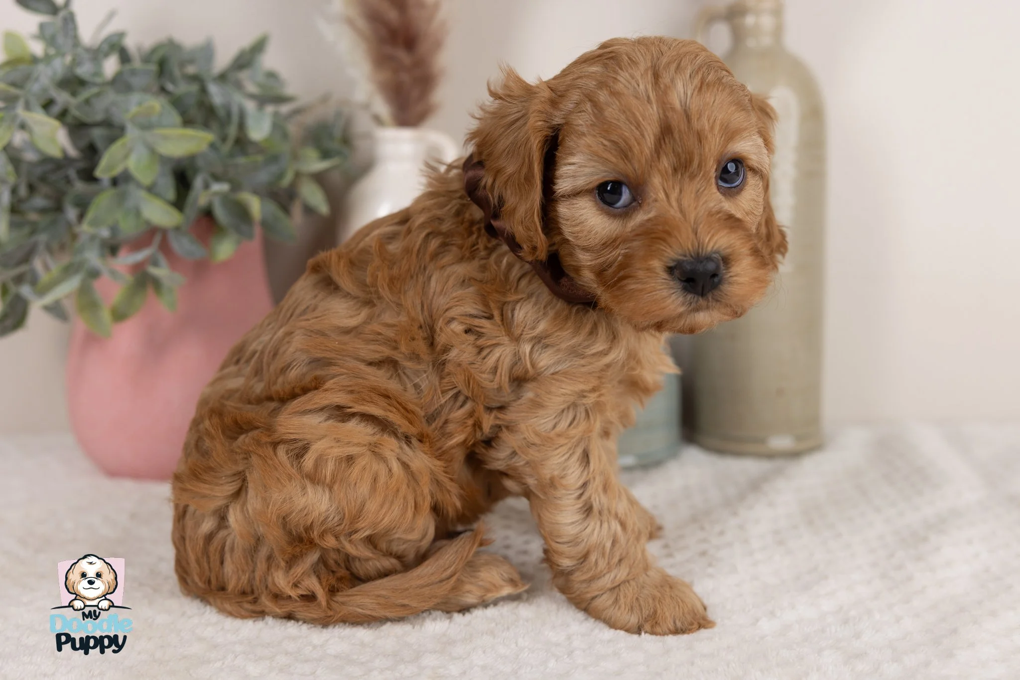 Lady & Buddy's Puppies Have Arrived! — My Doodle Puppy