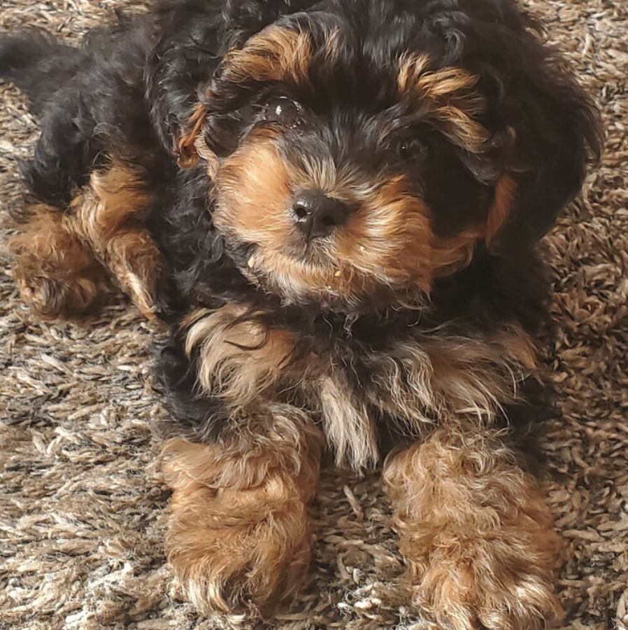 Are Maltipoos For You: Pros and Cons — My Doodle Puppy