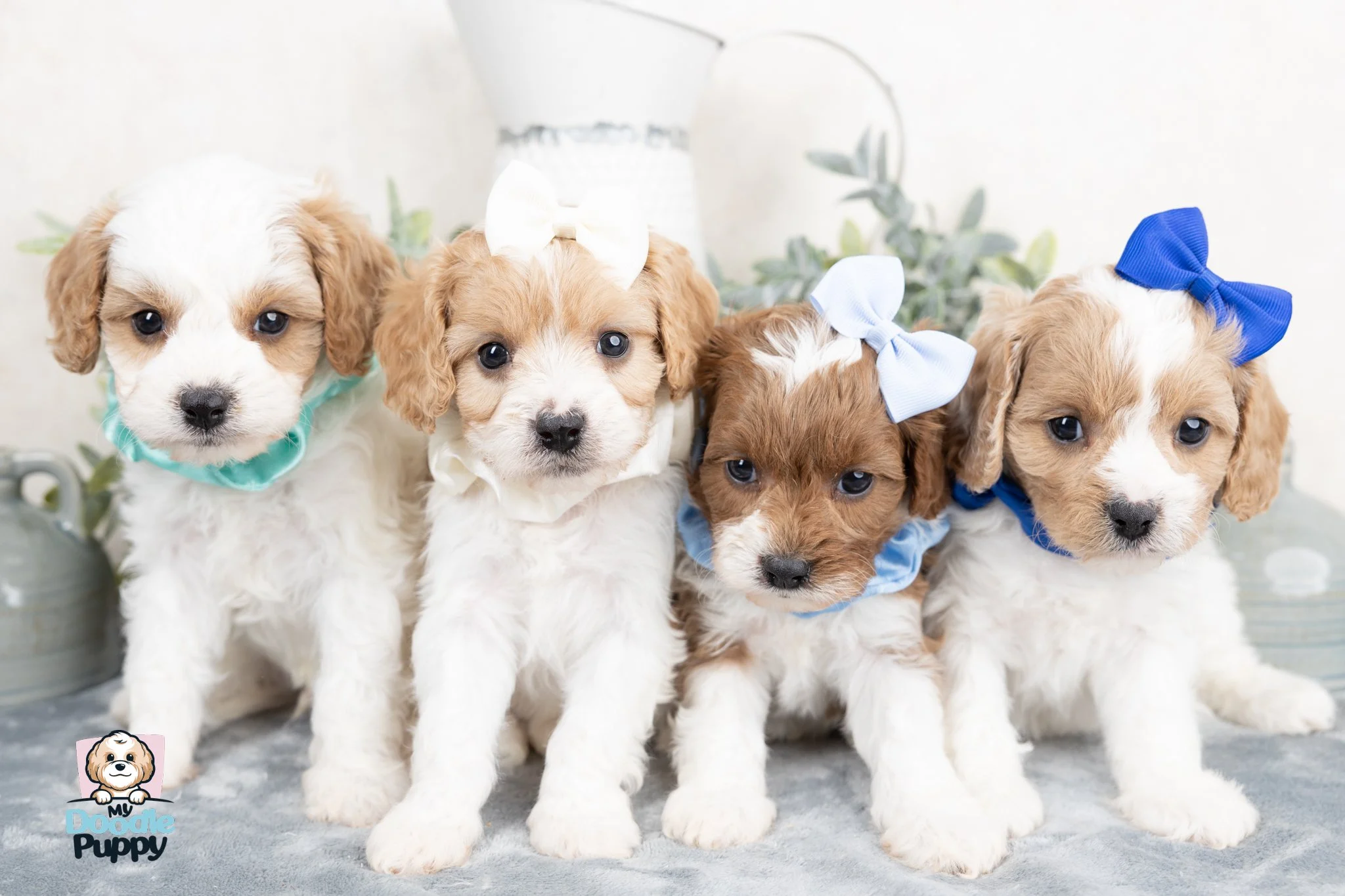 Cavapoo Puppies For Sale - 10 Year Health Guarantee — My Doodle Puppy