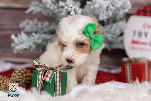 The Evolution Of Cavapoos — My Doodle Puppy