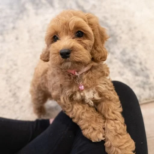 Are Cockapoos Hypoallergenic? — My Doodle Puppy