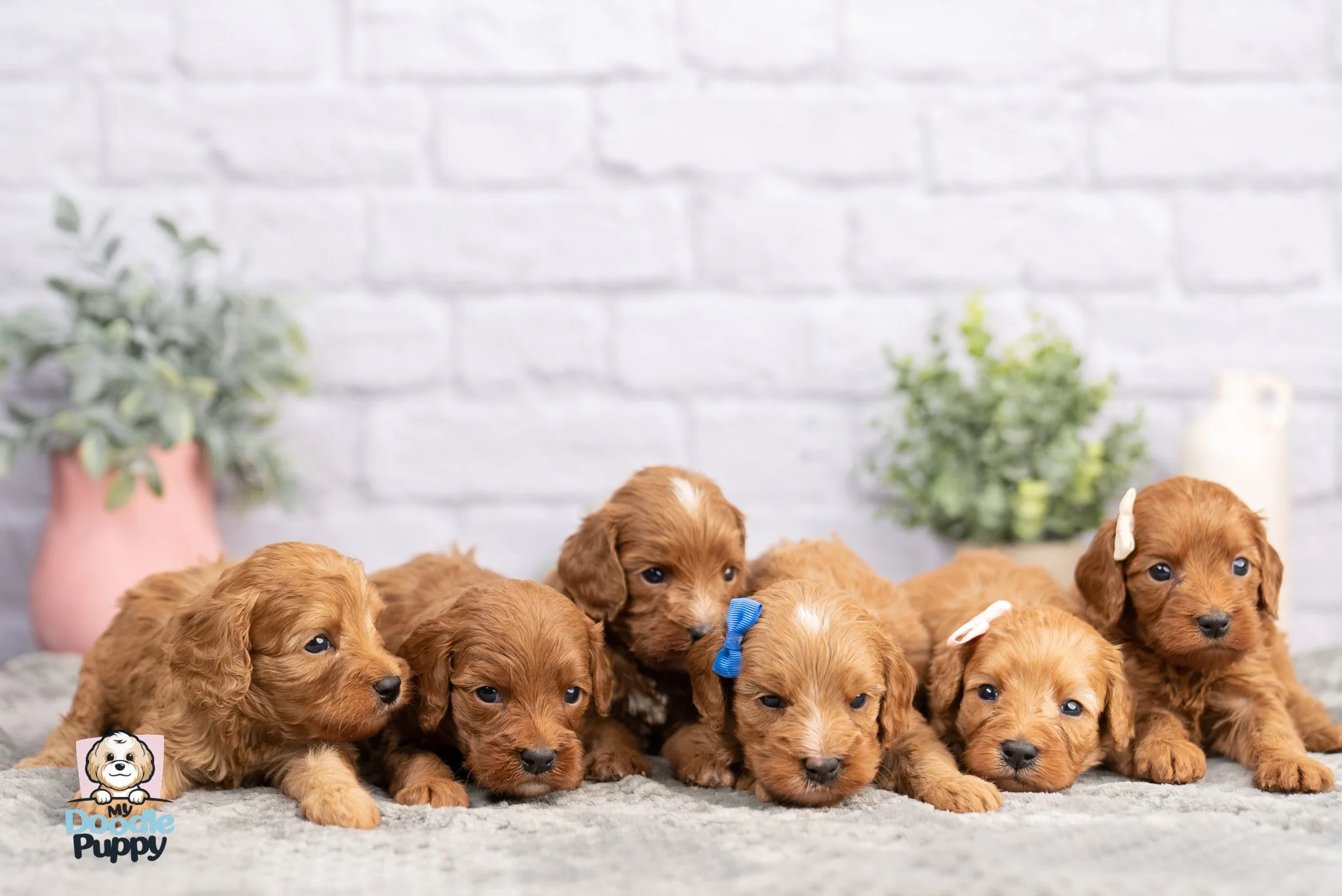 Cavapoo Puppies For Sale - 10 Year Health Guarantee, obedience training ...
