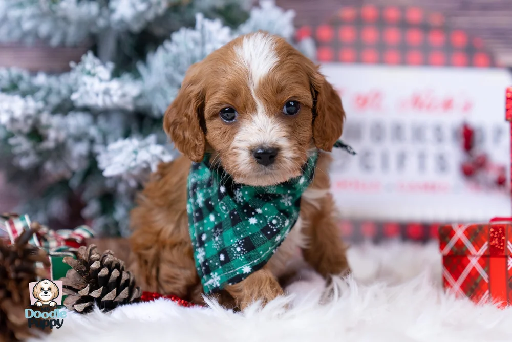 The Pros and Cons of Owning a Cavapoo — My Doodle Puppy