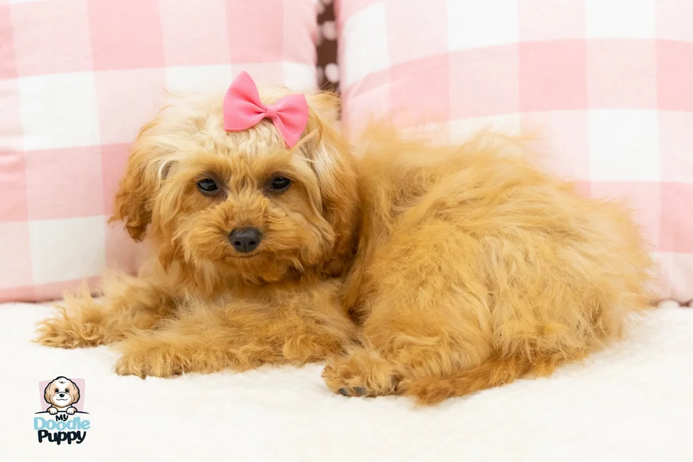 The Ultimate Cockapoo Color Guide — My Doodle Puppy