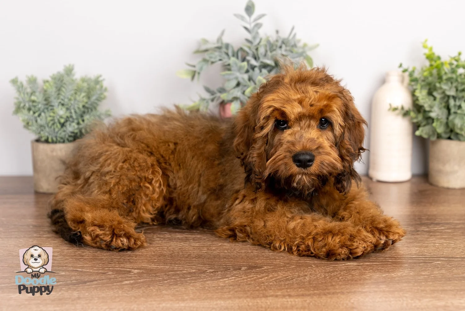 The Cockapoo Breed: Everything You Need to Know — My Doodle Puppy