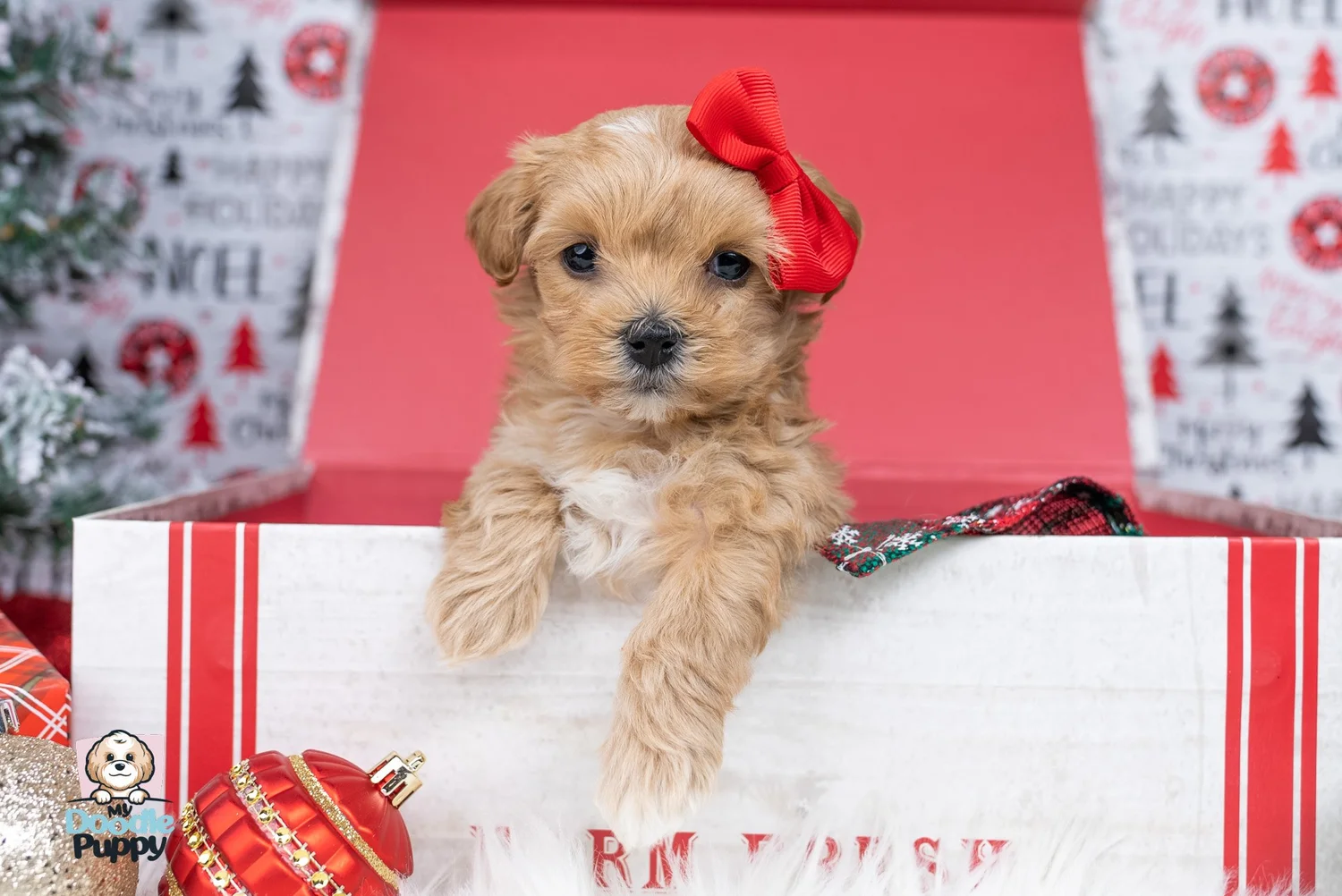 How Much Does a Cavapoo Puppy Cost — My Doodle Puppy