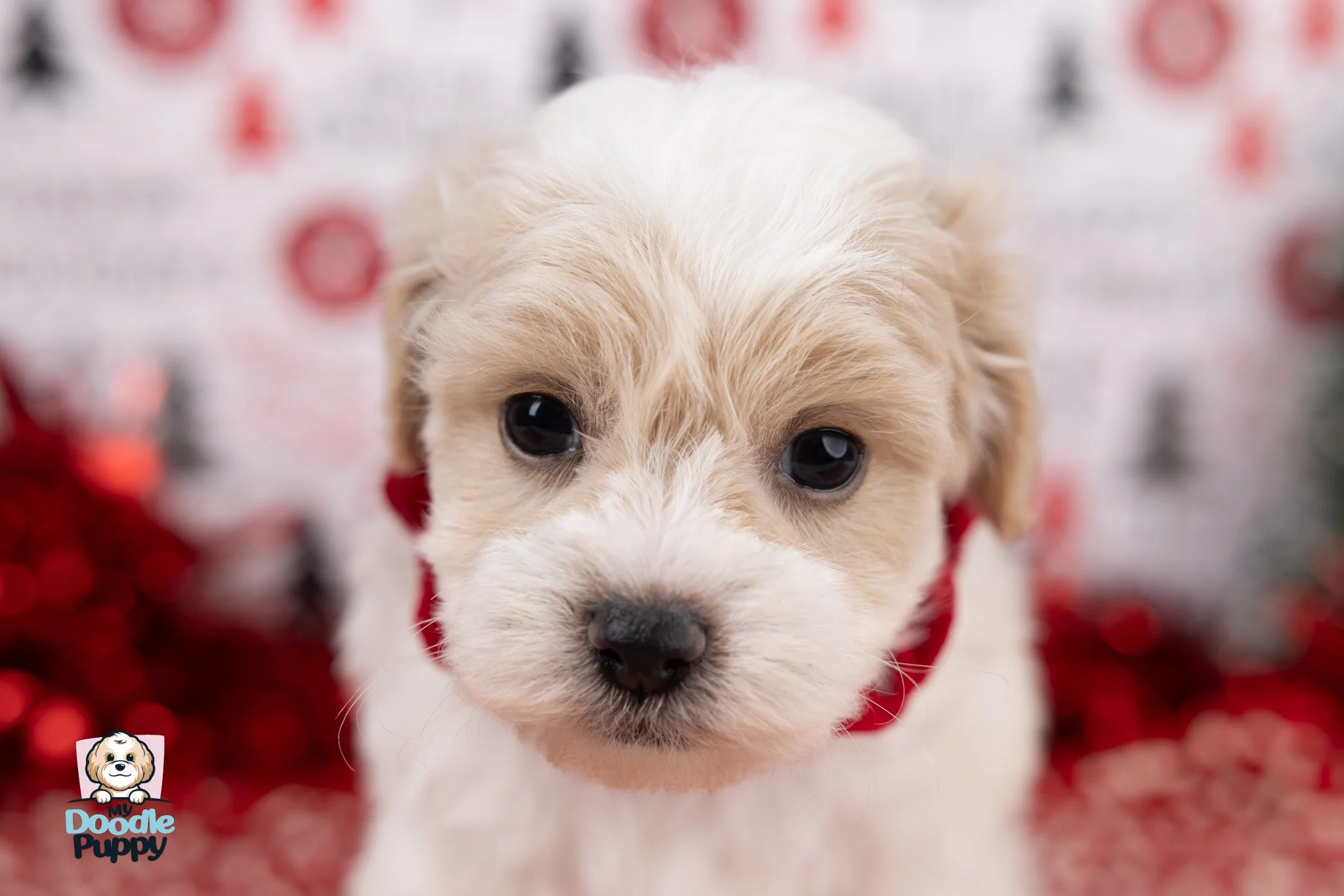 Chester is a trained Maltipoo — My Doodle Puppy