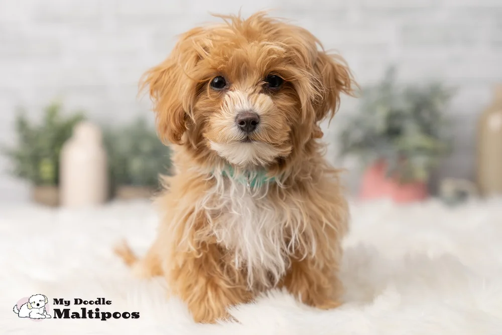 What to Expect from Your 12 Month Old Puppy — My Doodle Puppy