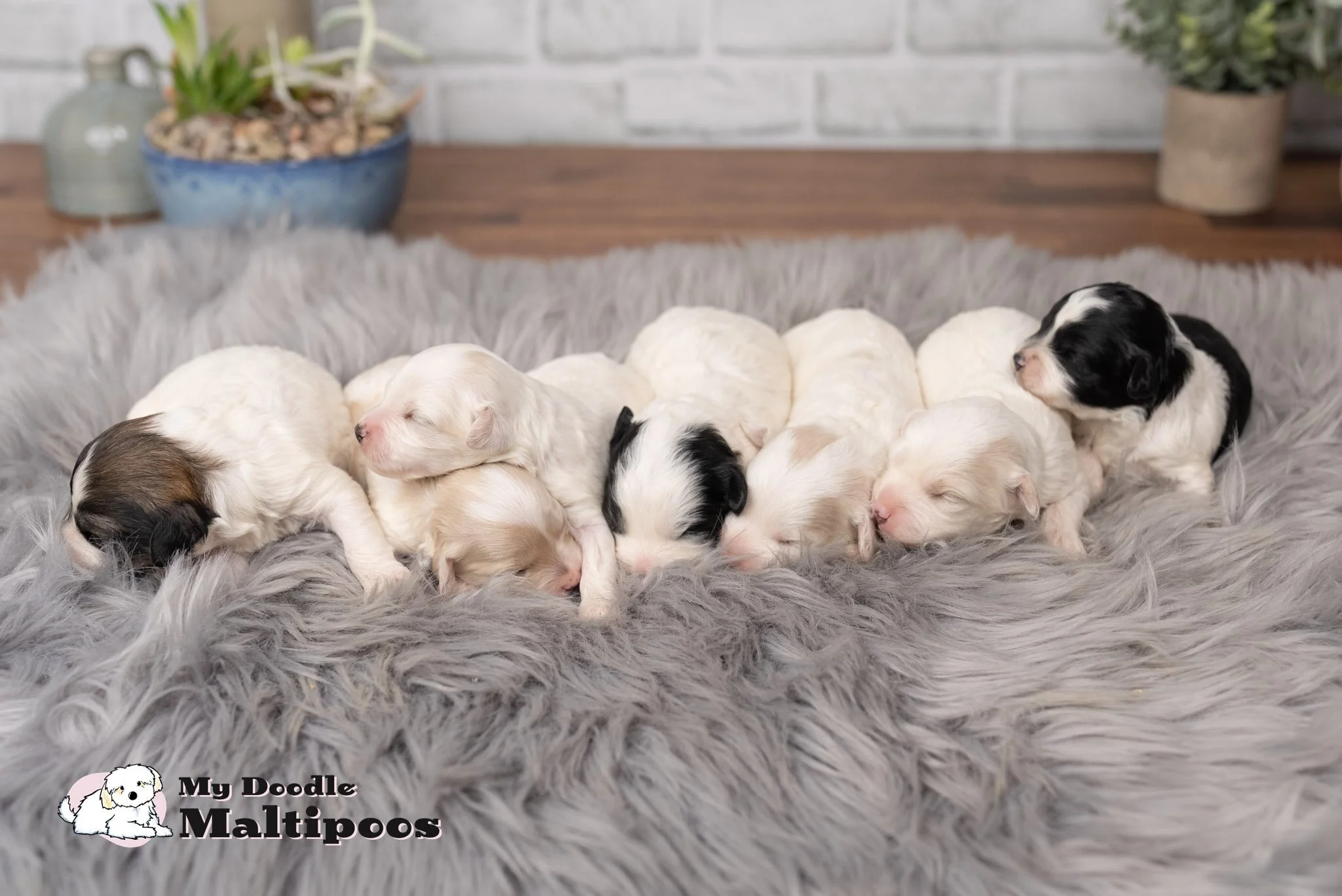 Cavapoo Puppies For Sale - 10 Year Health Guarantee — My Doodle Puppy