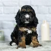 The Ultimate Guide to Cockapoo Sizes — My Doodle Puppy