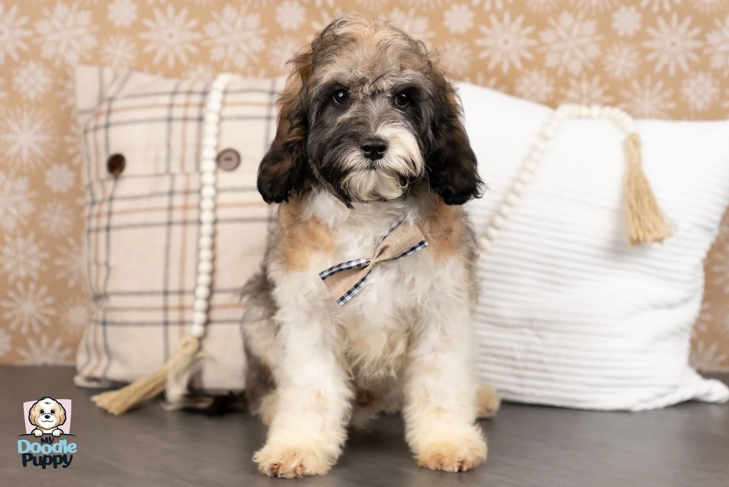 Cavapoo Full Grown Sizes: The Ultimate Guide (Pictures Included!) — My ...