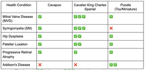 Cavapoo Health and Lifespan: How Long Do Cavapoos Live Compared to ...