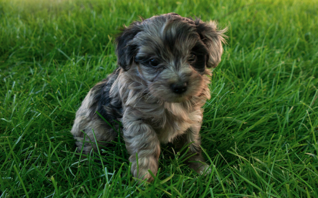 Is Your Maltipoo Overweight? — My Doodle Puppy